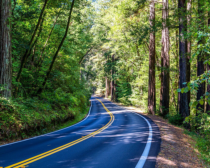 The drive to Bolinas &ndash; a winding meditation through redwood cathedrals where cell service surrenders to nature's majesty.