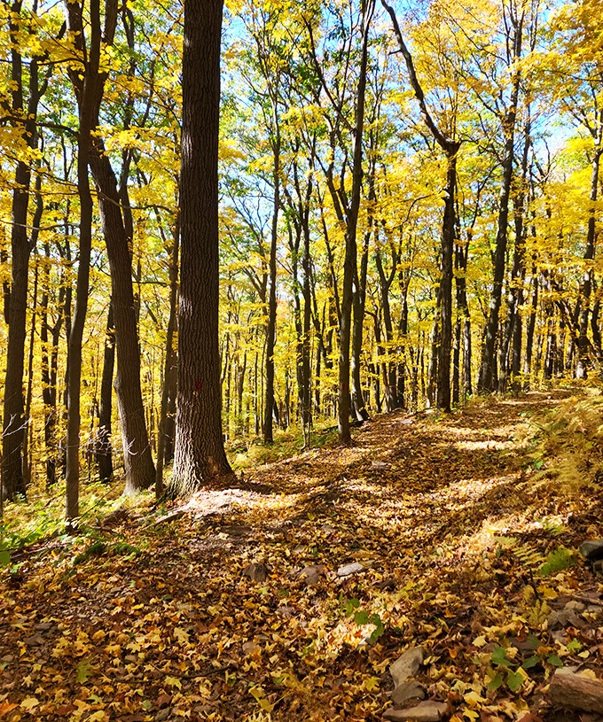 Autumn paints the forest in impossible gold, transforming ordinary hiking paths into corridors of breathtaking seasonal magic.