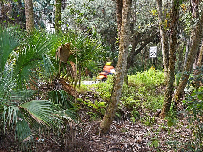 A glimpse of wild Florida from the roadside. The dense undergrowth hides countless creatures going about their day as travelers pass by.