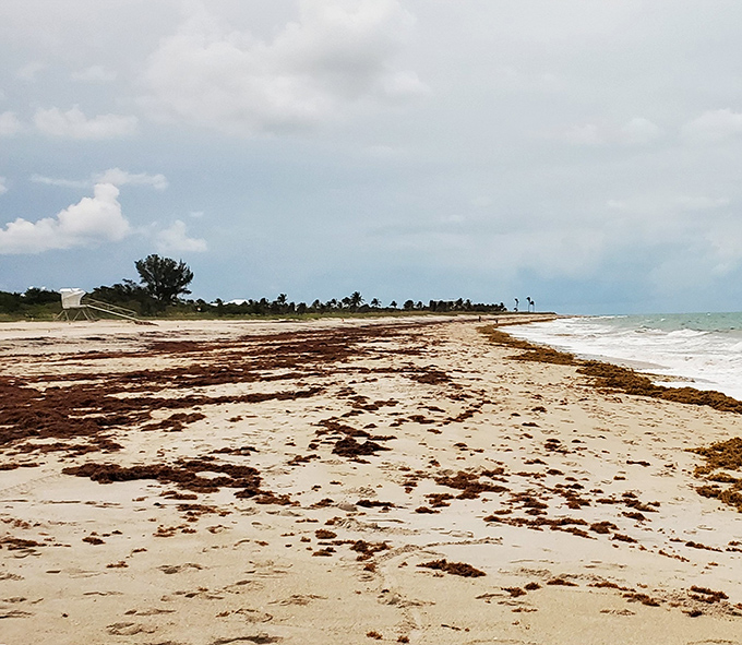 Sometimes Mother Nature decorates with seaweed. South Beach Park shows Florida's coastline in its natural state—a reminder that not everything needs Instagram filters.