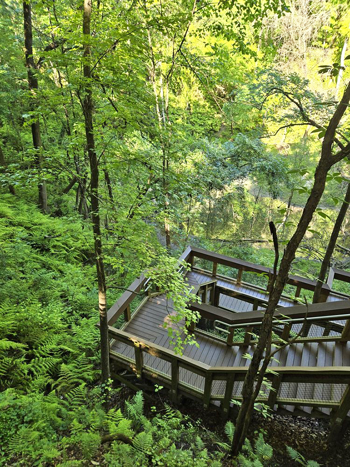 The wooden staircase zigzags through a Jurassic Park-worthy landscape where ferns and moss create Florida's most surprising microclimate.