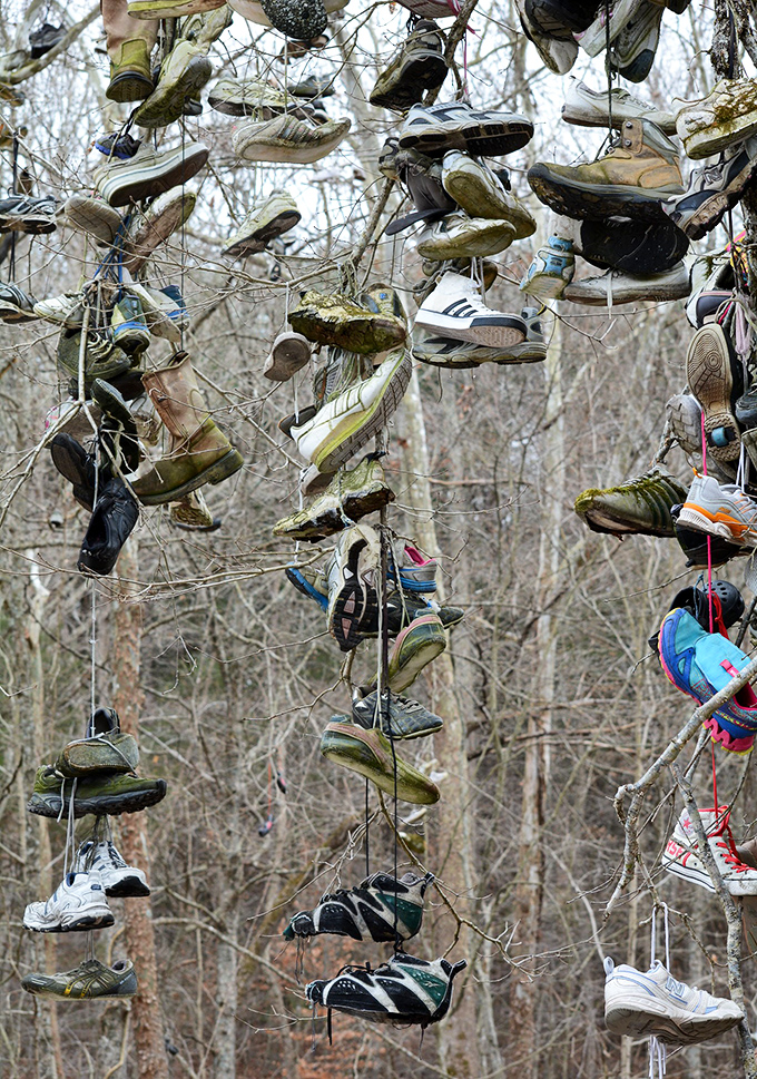 What started as a quirky tradition has evolved into an impressive installation art piece, with shoes stacked impossibly high on every branch.