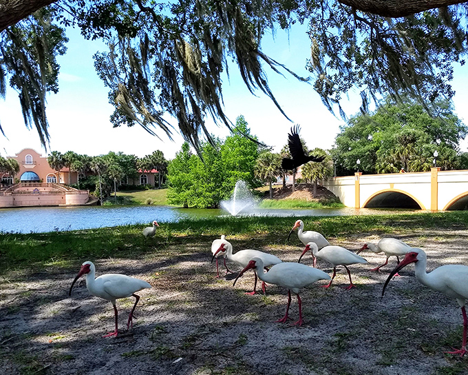 Nature and architecture in perfect harmony&mdash;these ibis birds seem to be conducting their own town meeting by the fountain.