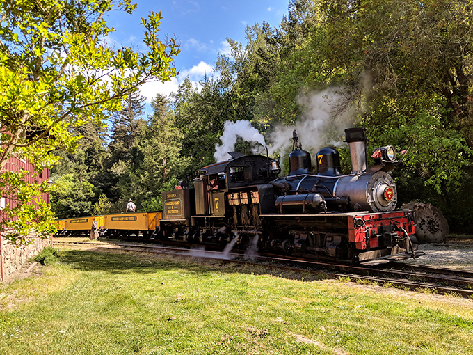 All aboard the time machine! This historic steam engine chugs through the redwoods, delivering nostalgia with every puff of smoke.