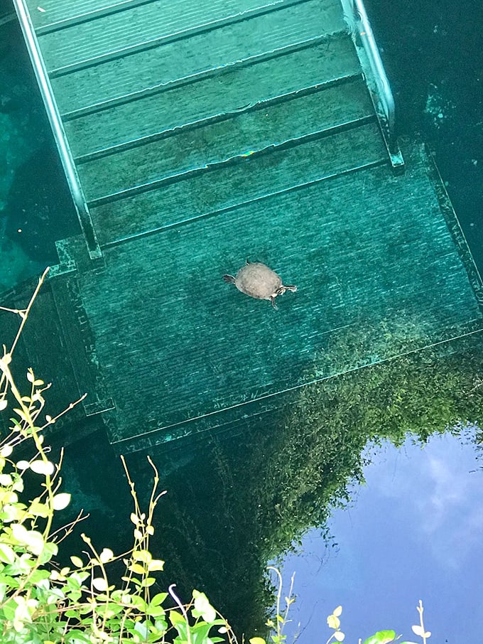 Even the local turtles know prime real estate when they see it. This little fellow is basically living in Florida's most exclusive underwater neighborhood.