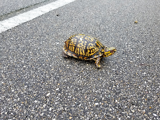 Even the local box turtles seem to be in no hurry at Harmonie. This little fellow is on Indiana time.