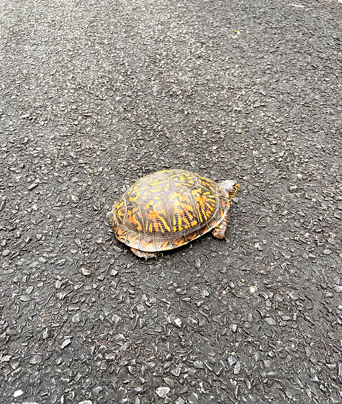 The original slow traveler: a box turtle making its deliberate journey across the park road, carrying its home wherever it roams.