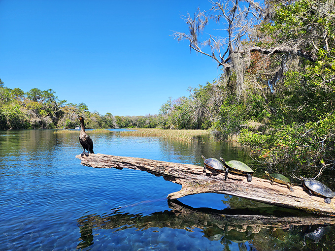 Nature's perfect sunbathing setup: one cormorant playing lifeguard while turtles demonstrate proper relaxation techniques. They've clearly mastered retirement.
