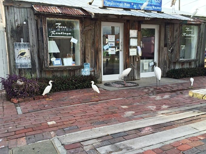 Nature's welcoming committee holds court outside a weathered shop. These egrets have mastered the art of posing for tourist photos.