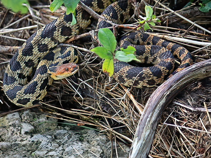 Wildlife encounters at Newport come with no guardrails or glass barriers&mdash;just mutual respect and the occasional startled expression.