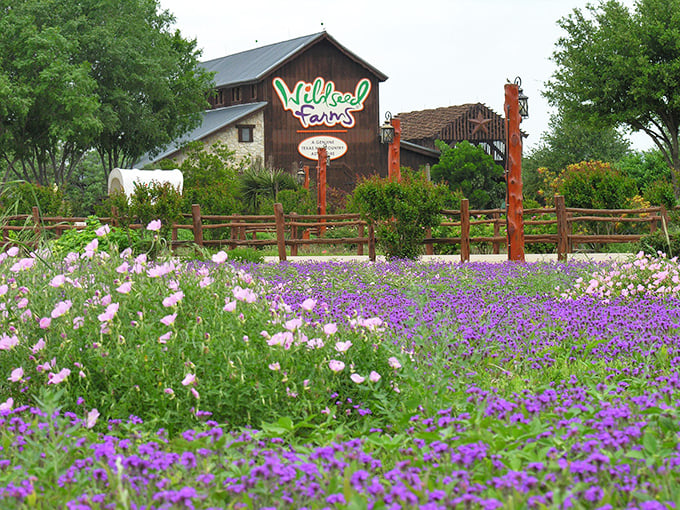 Wildseed Farms explodes with color like Mother Nature's own fireworks display, proving Texas can do delicate beauty just as well as it does everything big.
