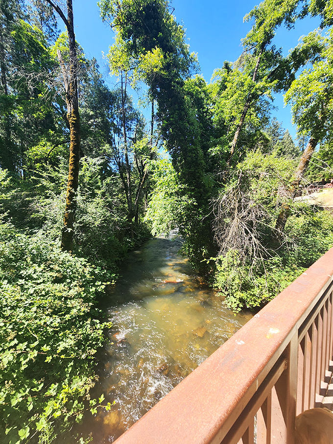 Wolf Creek's gentle waters reflect towering trees, creating a scene so peaceful you'll forget about your inbox's 3,427 unread emails.