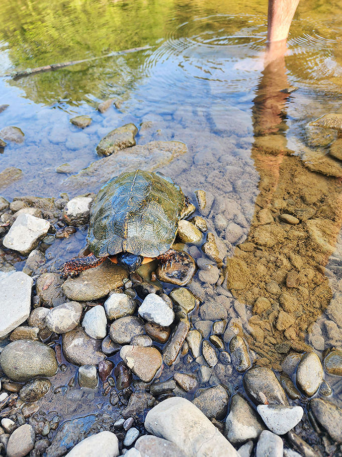 "Excuse me, human, you're interrupting my sunbathing." Wildlife encounters at Salt Springs turn everyone into an impromptu National Geographic photographer.