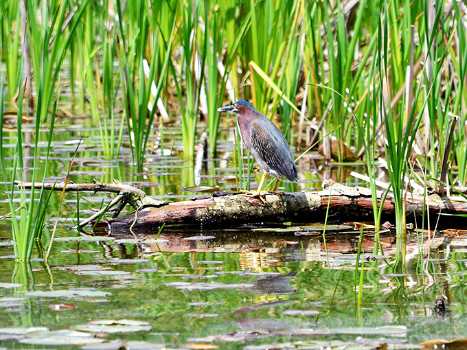 The resident green heron strikes a pose worthy of National Geographic, patiently waiting for breakfast while I impatiently wait for a photo. 