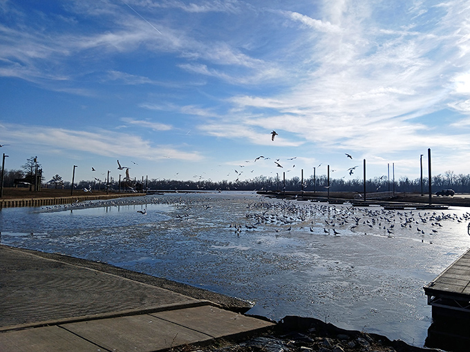 Winter's chill brings feathered celebrities to the marina. These birds aren't social distancing&mdash;they're participating in nature's version of an all-you-can-eat buffet.