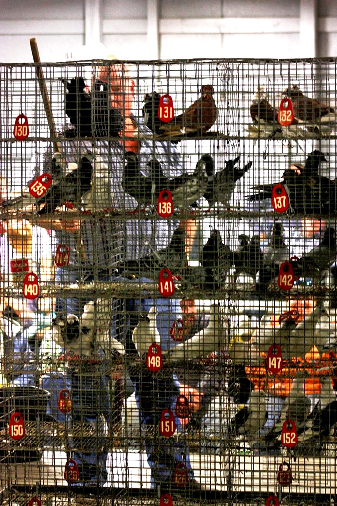 Feathered auction lots wait for new homes in numbered cages. Each bird represents someone's potential pet, pest control solution, or in some rural traditions, Sunday dinner.