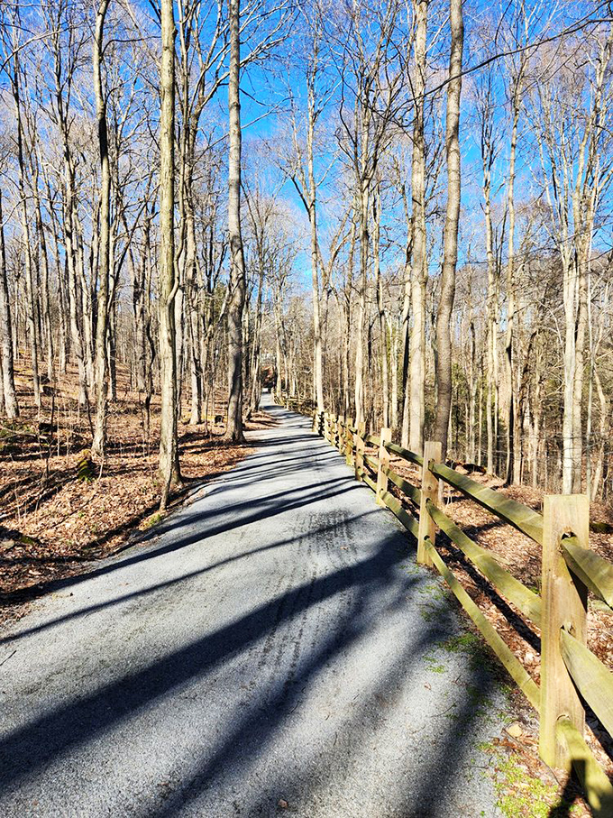 Winter strips the forest bare but adds its own stark beauty. This path through dormant trees offers a completely different but equally magical experience.