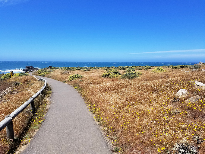 A path so scenic it makes you forget you're exercising. The California coastline unfolds like nature's version of a red carpet.