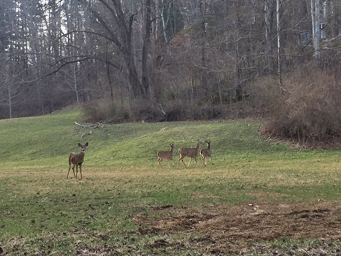 The local welcoming committee doesn't say much, but they're always dressed for the occasion in their natural camouflage.
