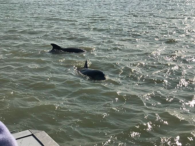 Dolphin escorts aren't guaranteed, but they're common enough to feel like magic. These playful locals offer the island's most exclusive welcoming committee.