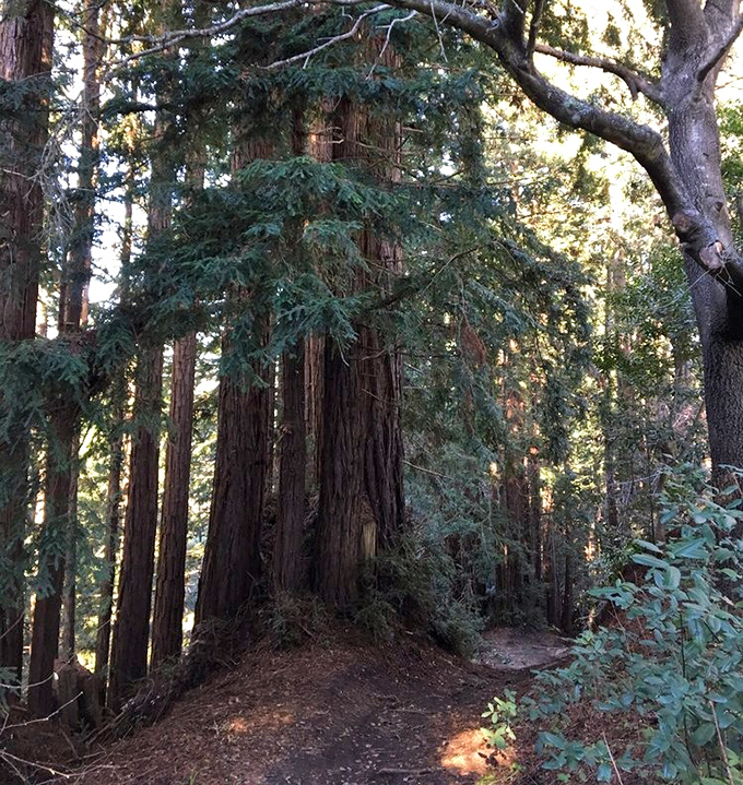 Towering redwoods create nature's cathedral on the Enchanted Loop. Even atheists might feel religious standing beneath these giants.