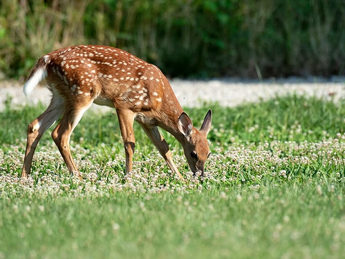 Ohio's most graceful resident pauses for a snack. When the local wildlife looks like it stepped out of a Disney film, you know you're somewhere special.