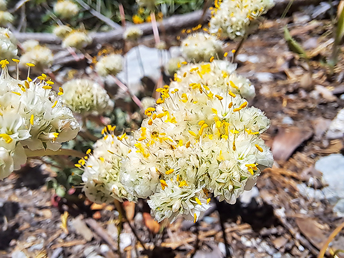 Nature's fireworks display doesn't require a special occasion. These delicate wildflowers put on a show that rivals any botanical garden.