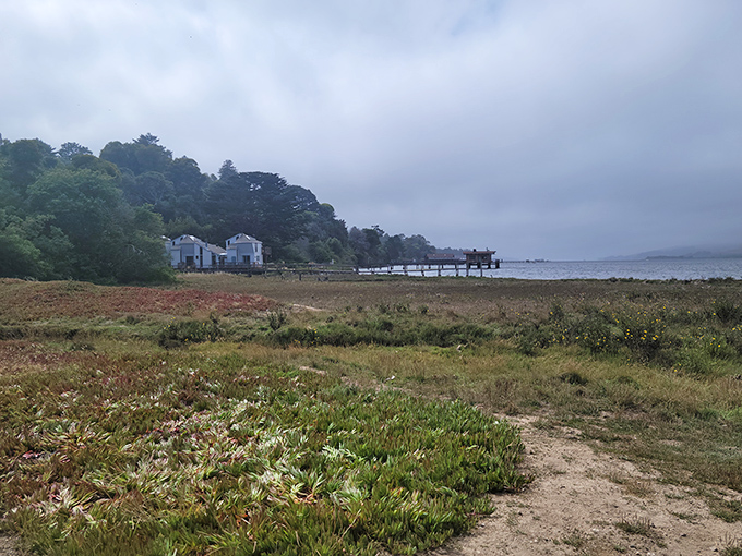 The coastal landscape offers a patchwork of textures. Salt marshes, wooden piers, and misty hills create California's version of a Monet painting.