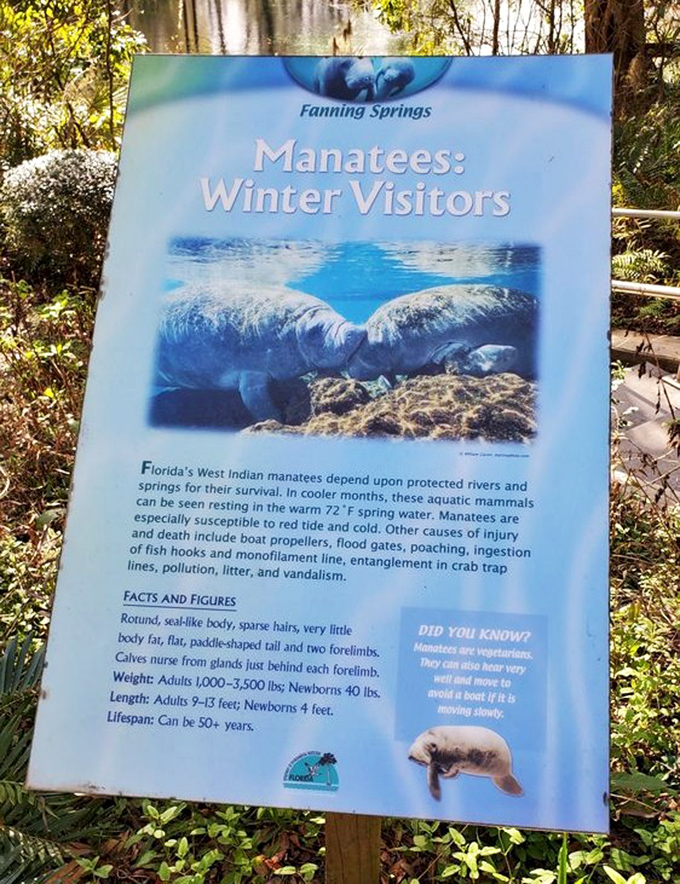 Manatee 101: These gentle sea cows visit during winter, proving even wildlife knows where to find Florida's best spa experience.