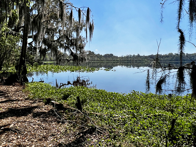 Spanish moss drapes over this tranquil lake view like nature's own theater curtains. Serenity now, as Jerry Seinfeld might say!