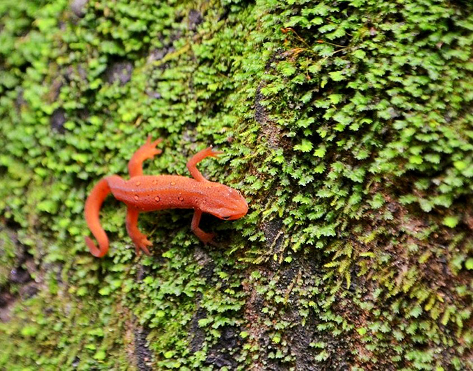 A tiny red salamander brings a pop of color to the verdant moss. This little fellow didn't even charge me modeling fees for this perfect pose.