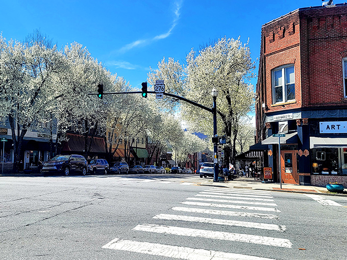 Spring brings a magical transformation to Brevard's streets, with Bradford pear trees creating a canopy of white blossoms that would make even wedding planners jealous.