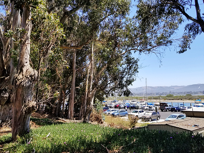 Towering eucalyptus trees stand guard over the marina parking area, their distinctive scent mingling with the salty ocean breeze.