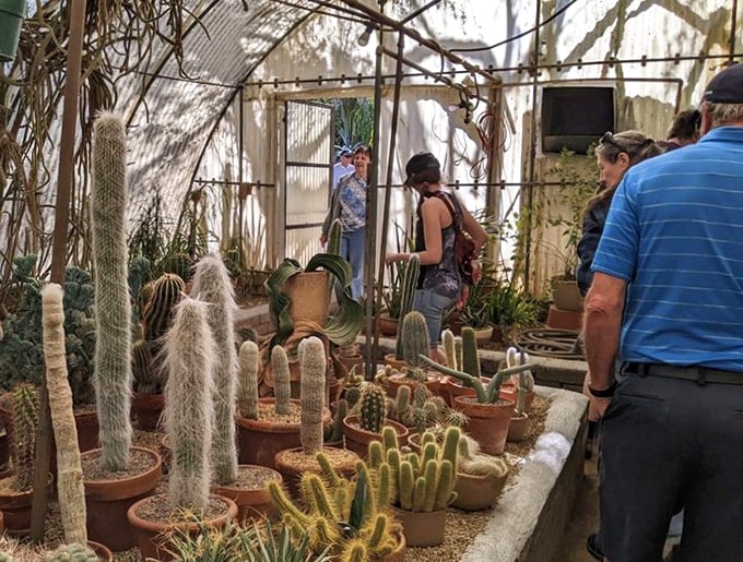 Inside the Cactarium, visitors discover a treasure trove of rare specimens arranged like nature's own sculpture gallery.
