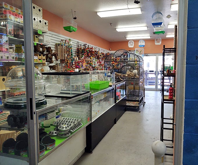 A pet lover's paradise where Fido and Fluffy are treated like royalty. Bird cages and aquarium supplies share space in this menagerie of animal accessories.