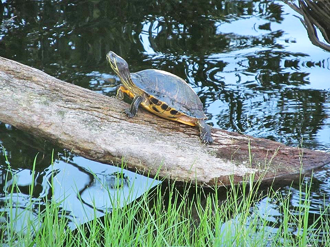 Local turtle demonstrates the fine art of lakeside lounging better than any spa brochure.