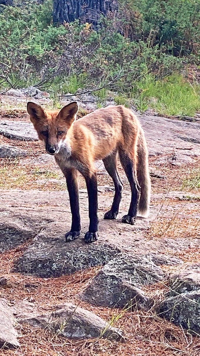 This red fox clearly didn't get the memo about being shy. Nature's paparazzi caught him looking like he's about to ask for trail mix.