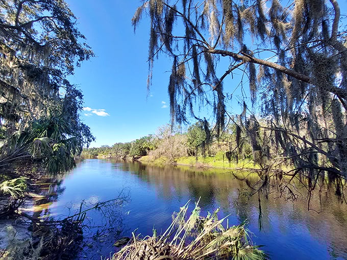 Spanish moss drapes over the Peace River like nature's own theater curtains, creating the perfect backdrop for kayaking adventures and quiet contemplation.