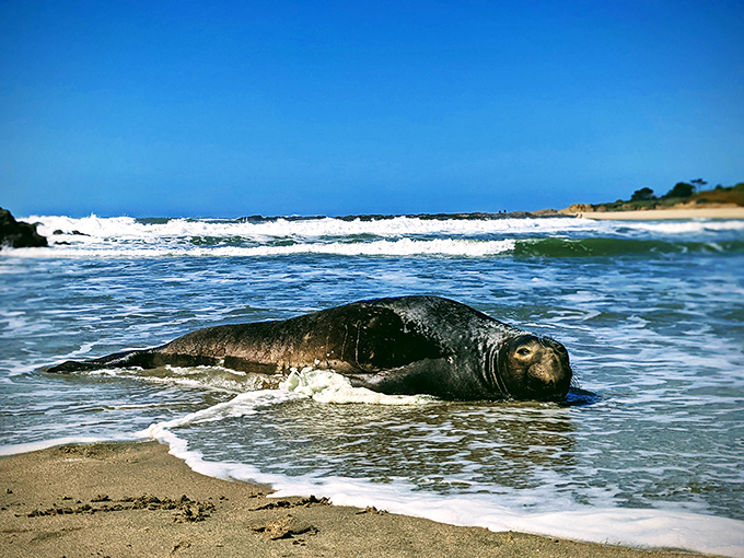 "Excuse me, I was napping here." A local harbor seal makes a brief appearance, reminding us whose home we're visiting.