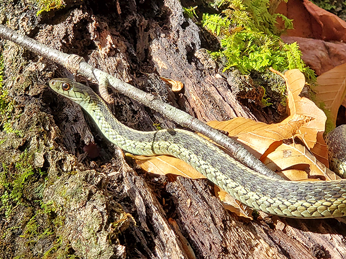 Nature's reminder that we're just visitors here: a garter snake blends perfectly with forest debris. The original "local resident" giving tourists the once-over.