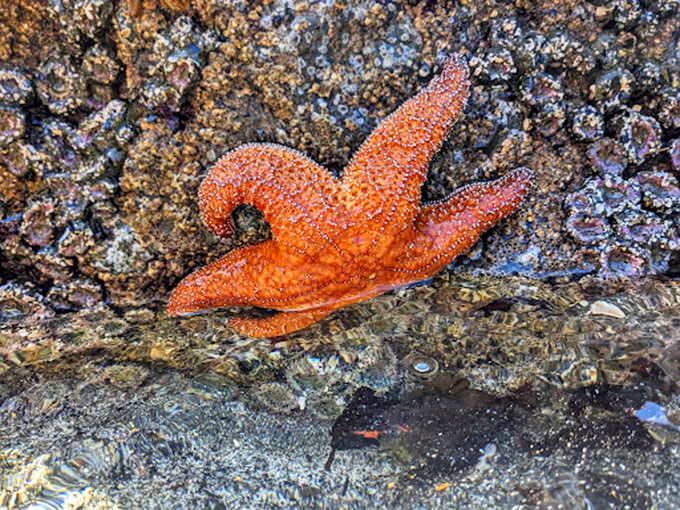 The original five-star coastal resident. This vibrant sea star brings a splash of unexpected color to College Cove's tide pools.