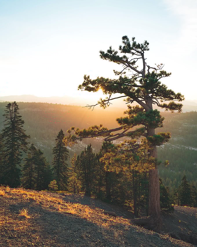 That magical Sierra sunset light that photographers chase and painters envy. This lone pine has the best view in the house.