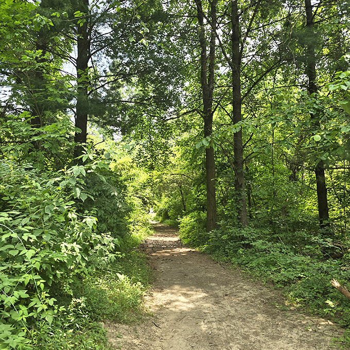 Nature's hallways are always the most impressive. This trail offers a green-canopied escape from whatever screen you've been staring at too long.