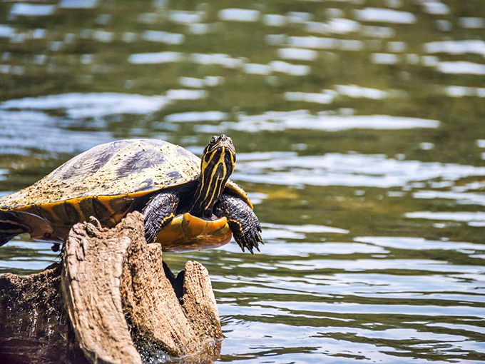 Sunbathing done right: this yellow-bellied slider turtle demonstrates the fine art of relaxation, a skill perfected over millions of years of evolution.