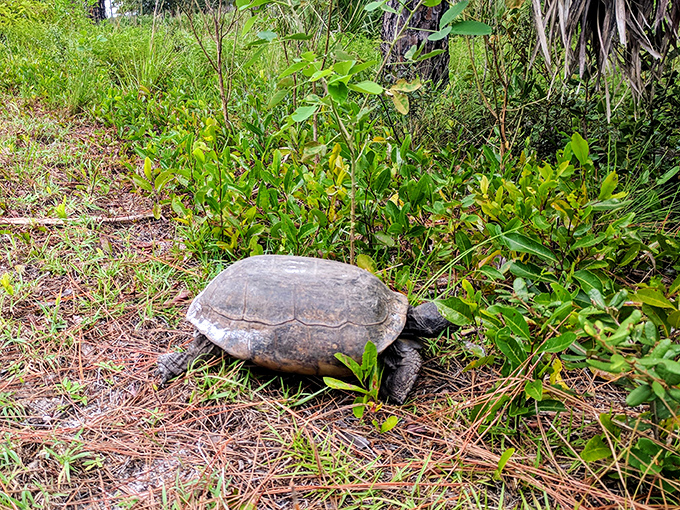 Nature's original slow-mover. This gopher tortoise doesn't care about your schedule&mdash;he's been perfecting the art of mindfulness for millions of years.