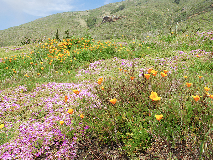 Spring transforms Big Sur's hillsides into nature's own Impressionist painting&mdash;poppies and purple sage creating a wildflower masterpiece above the sea.