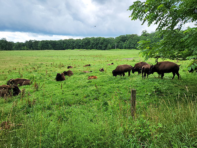 These bison grazing peacefully remind us that Pennsylvania has wildlife beyond squirrels plotting to steal your picnic sandwiches.