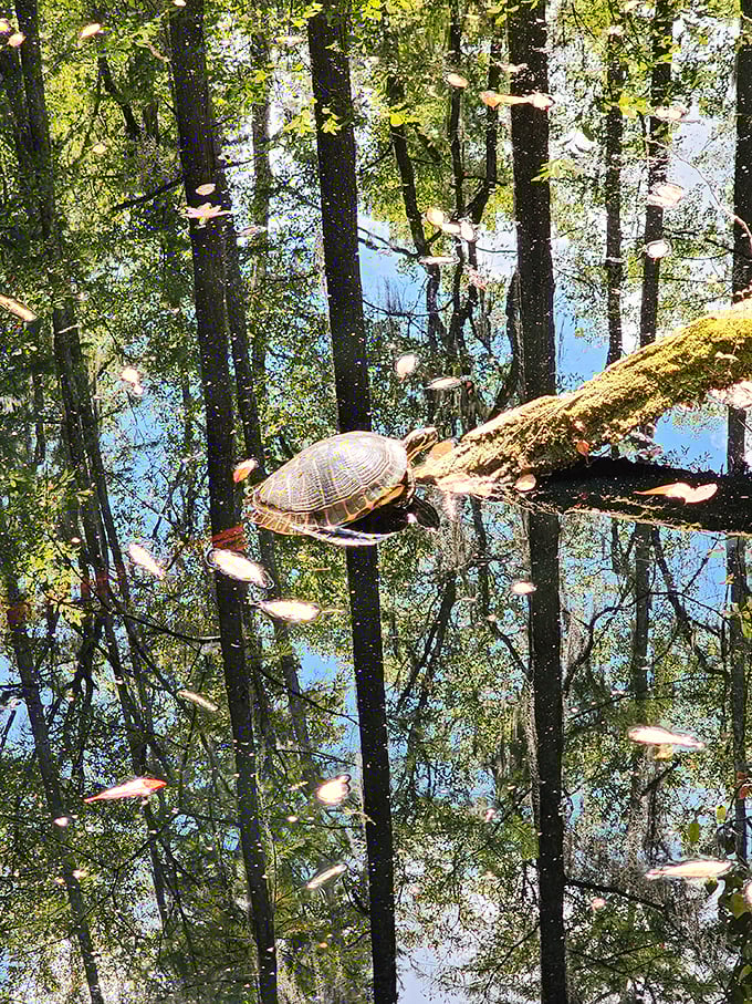 Sunbathing, turtle-style. This shelled sunworshipper has found the perfect log for catching those Carolina rays.