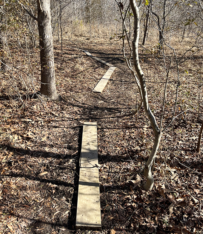 These simple wooden planks create a path through marshy terrain &ndash; nature's version of the yellow brick road.