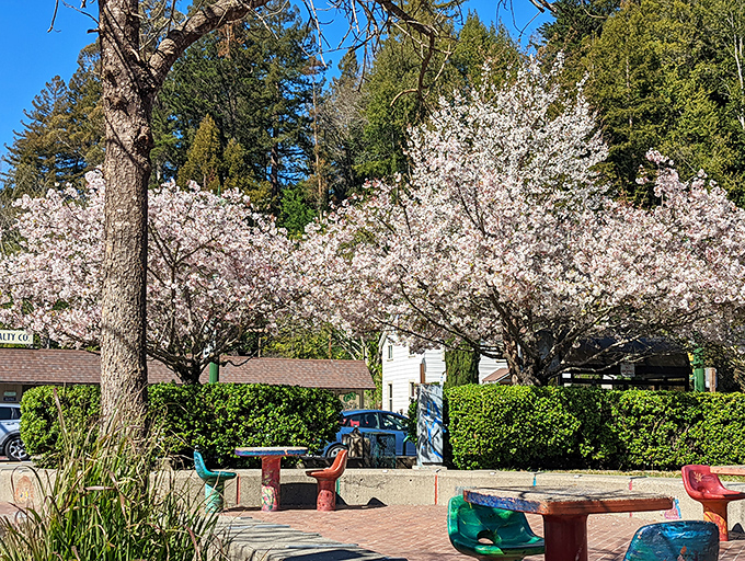 Cherry blossom season in Guerneville &ndash; where those picnic tables wait like colorful candies under nature's cotton candy trees. It's spring's standing ovation!